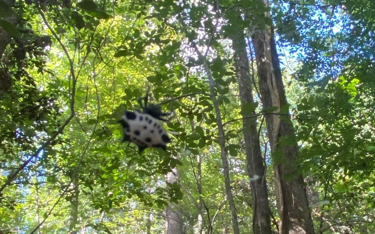 The Stubborn Witness of a Spider - Good Faith Media